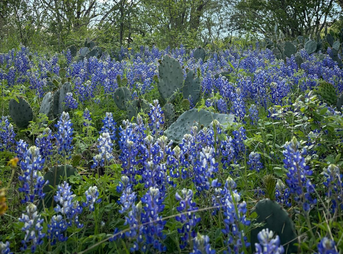 Scenic Fredericksburg, Texas & Hill Country Wildflowers - Treks & Bites ®️
